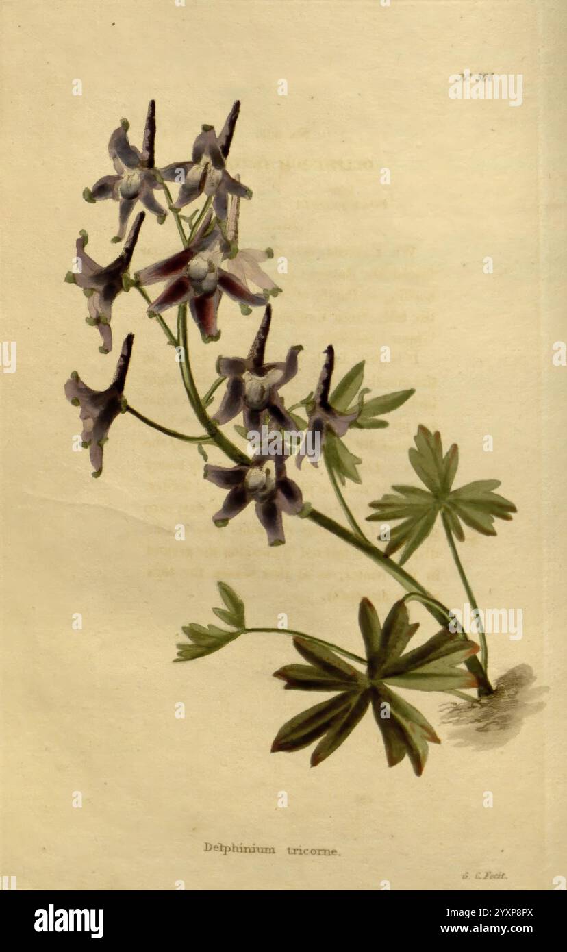 The, botanical, cabinet, London, John, &, Arthur, Arch, 1817-1833, A ...