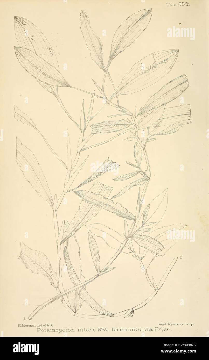 Journal of Botany, British and Foreign. London, Robert Hardwicke, 1863 ...