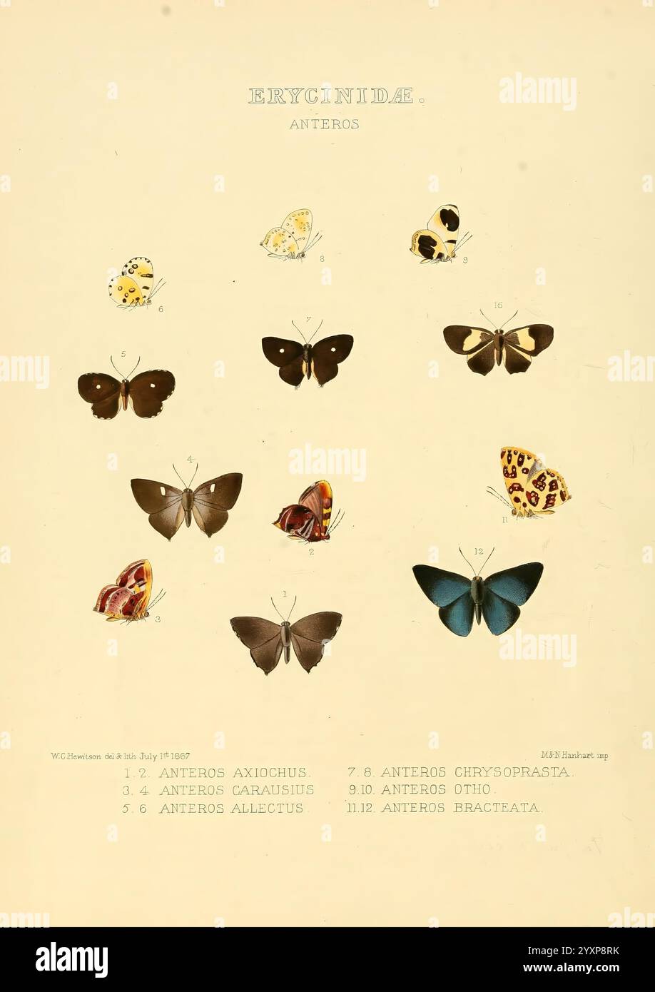 Illustrations of new species of exotic butterflies London, John Van ...