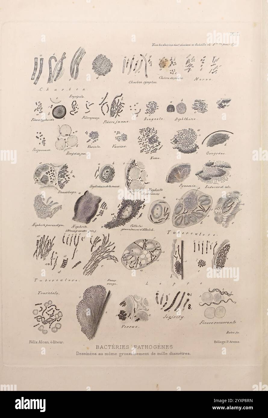Understanding various microbial forms hi-res stock photography and ...