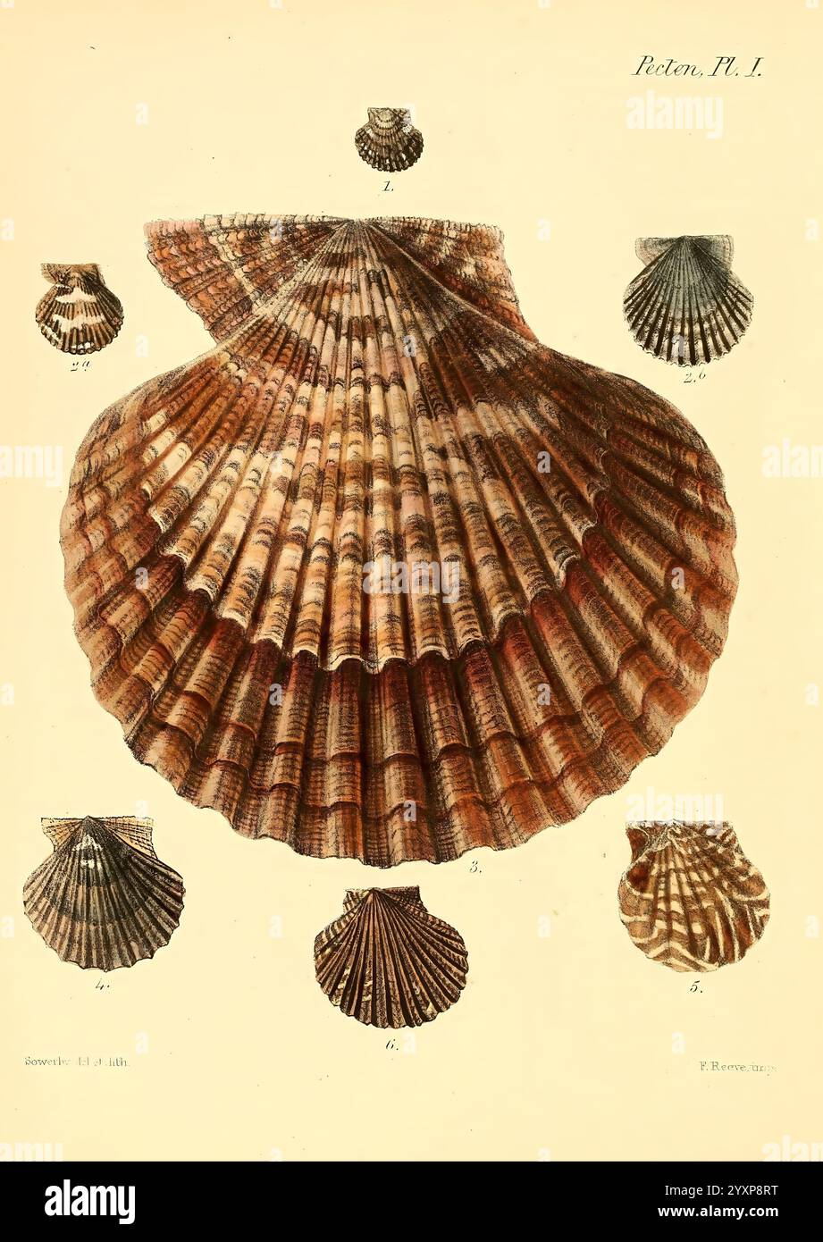 Intricate illustration displaying hi-res stock photography and images ...