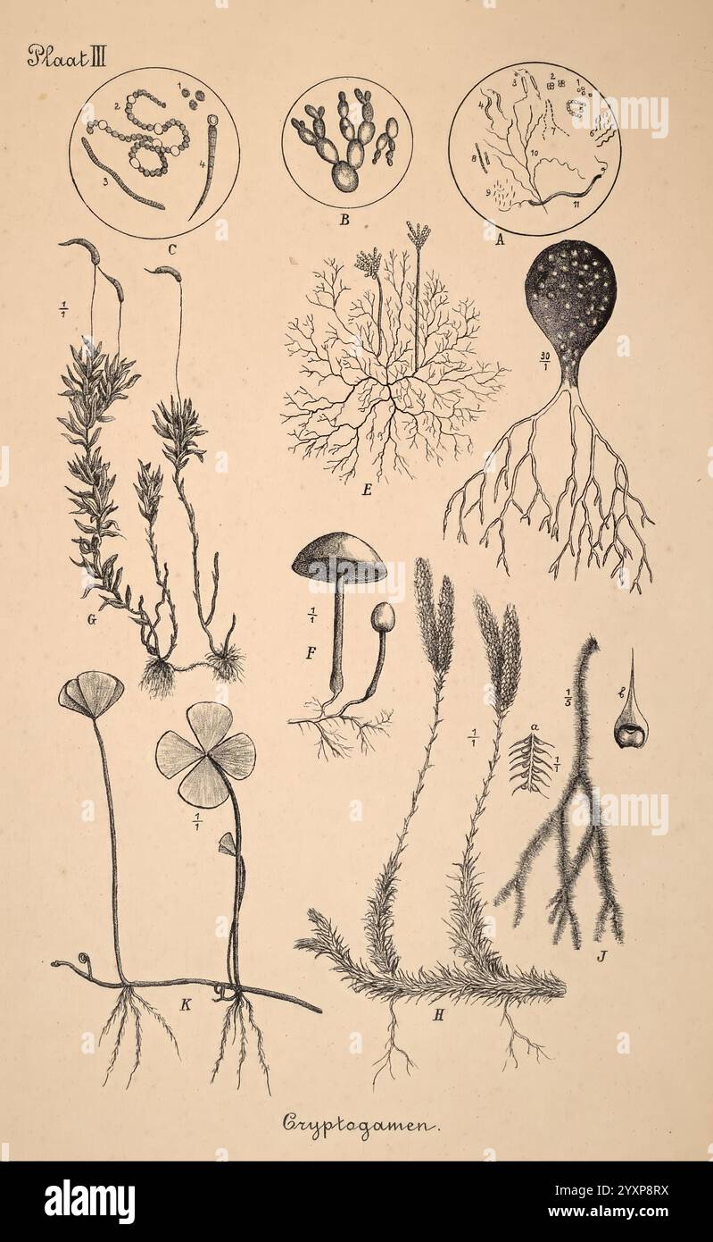 Understanding different mushroom types hi-res stock photography and ...