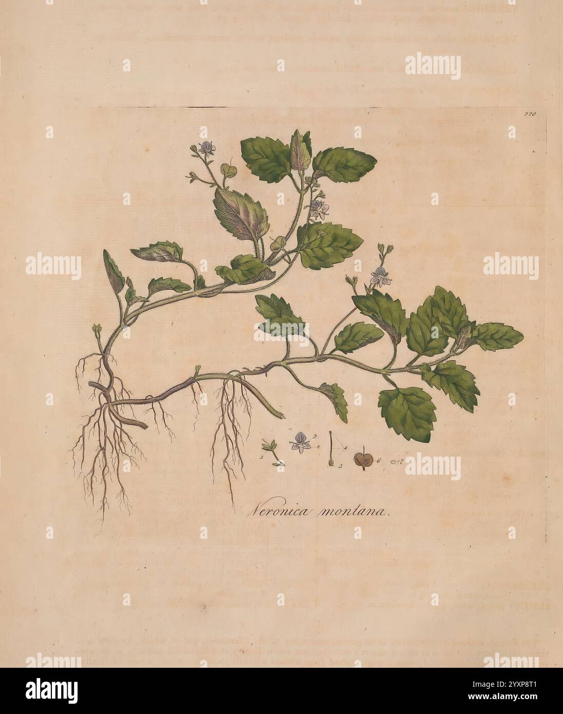 Well defined root system hi-res stock photography and images - Alamy