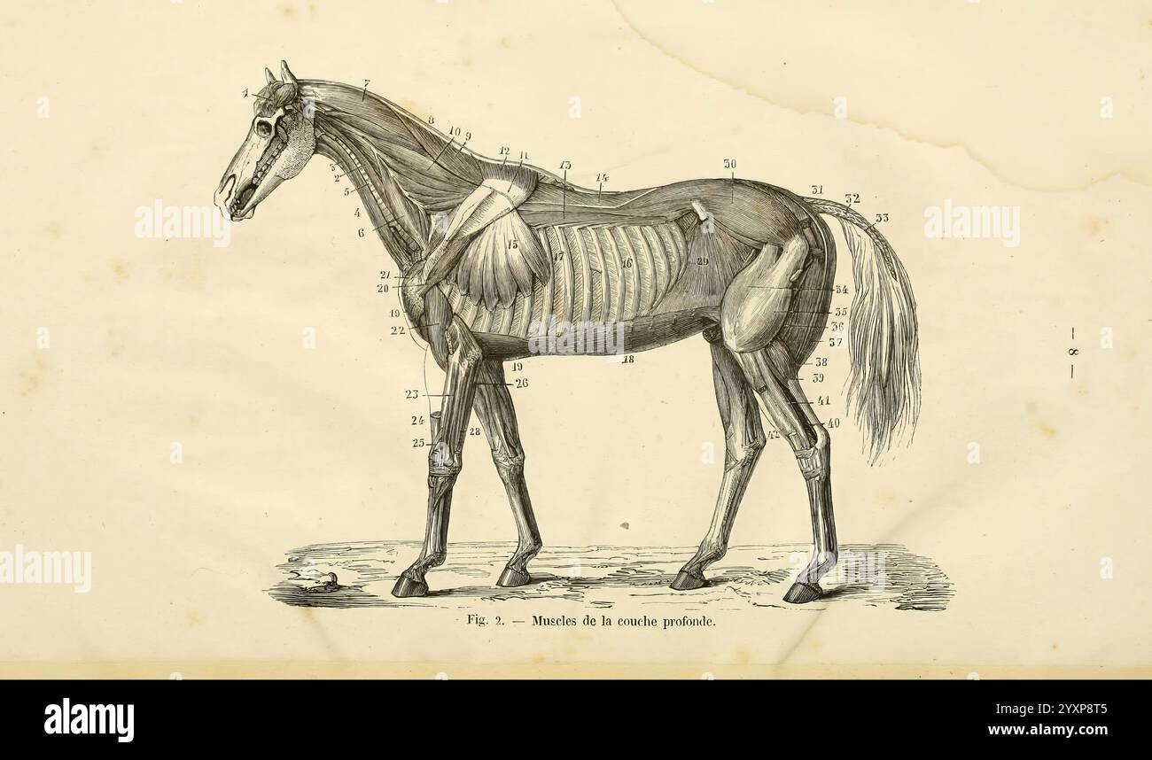 Understanding horse anatomy hi-res stock photography and images - Alamy