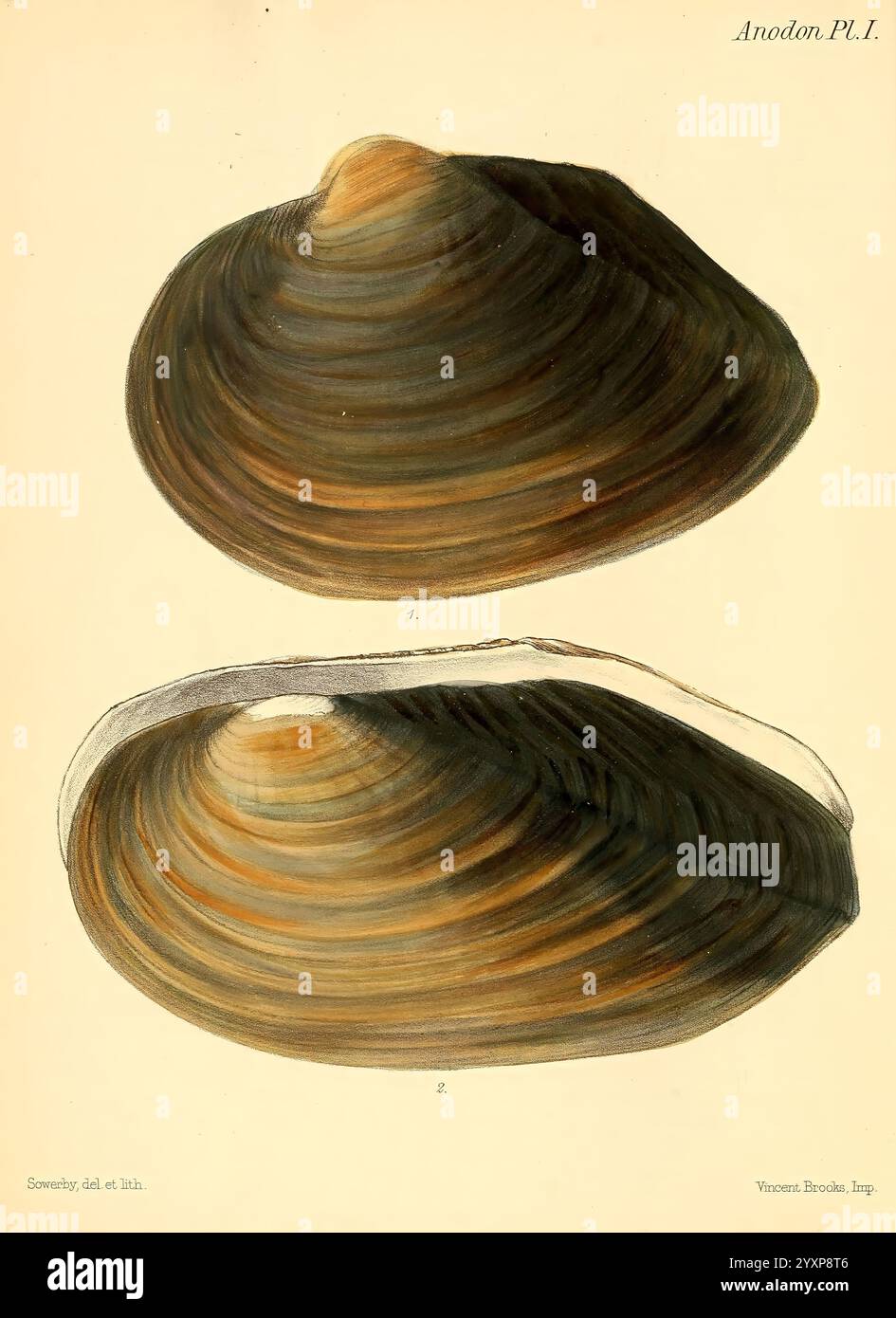 Conchologia Iconica, or Illustrations of the Shells of Molluscous ...