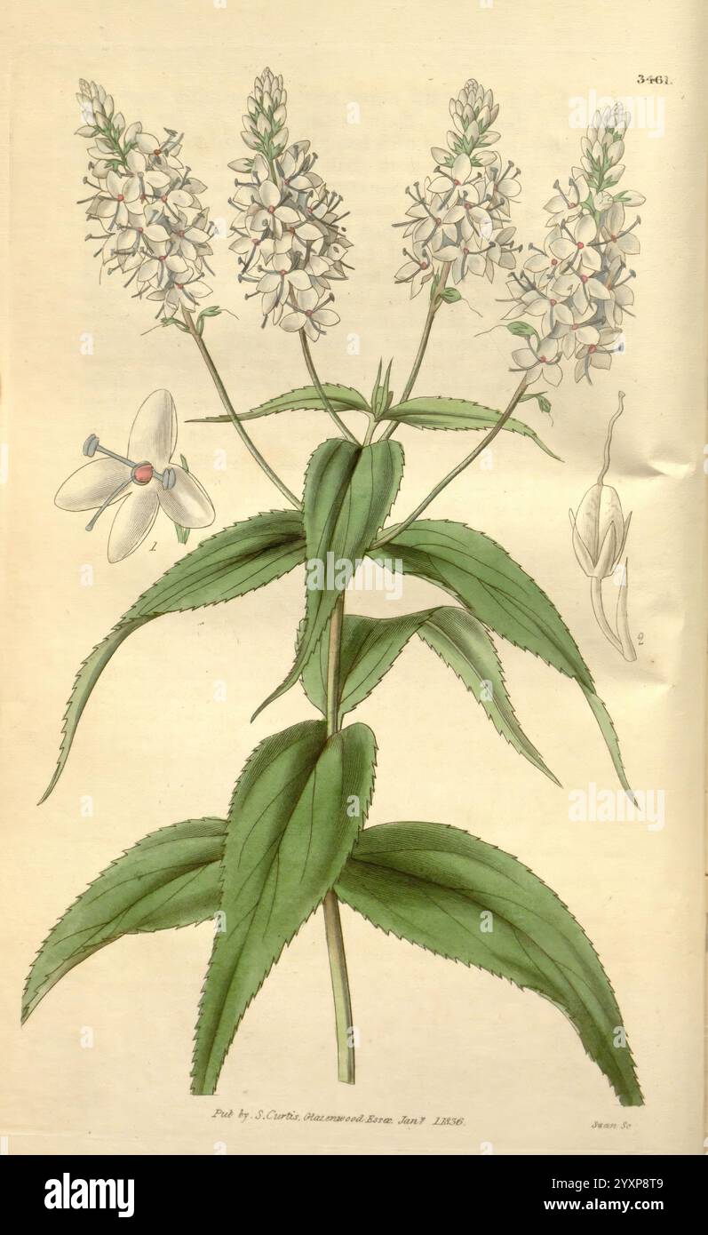 Displaying faint hints hi-res stock photography and images - Alamy