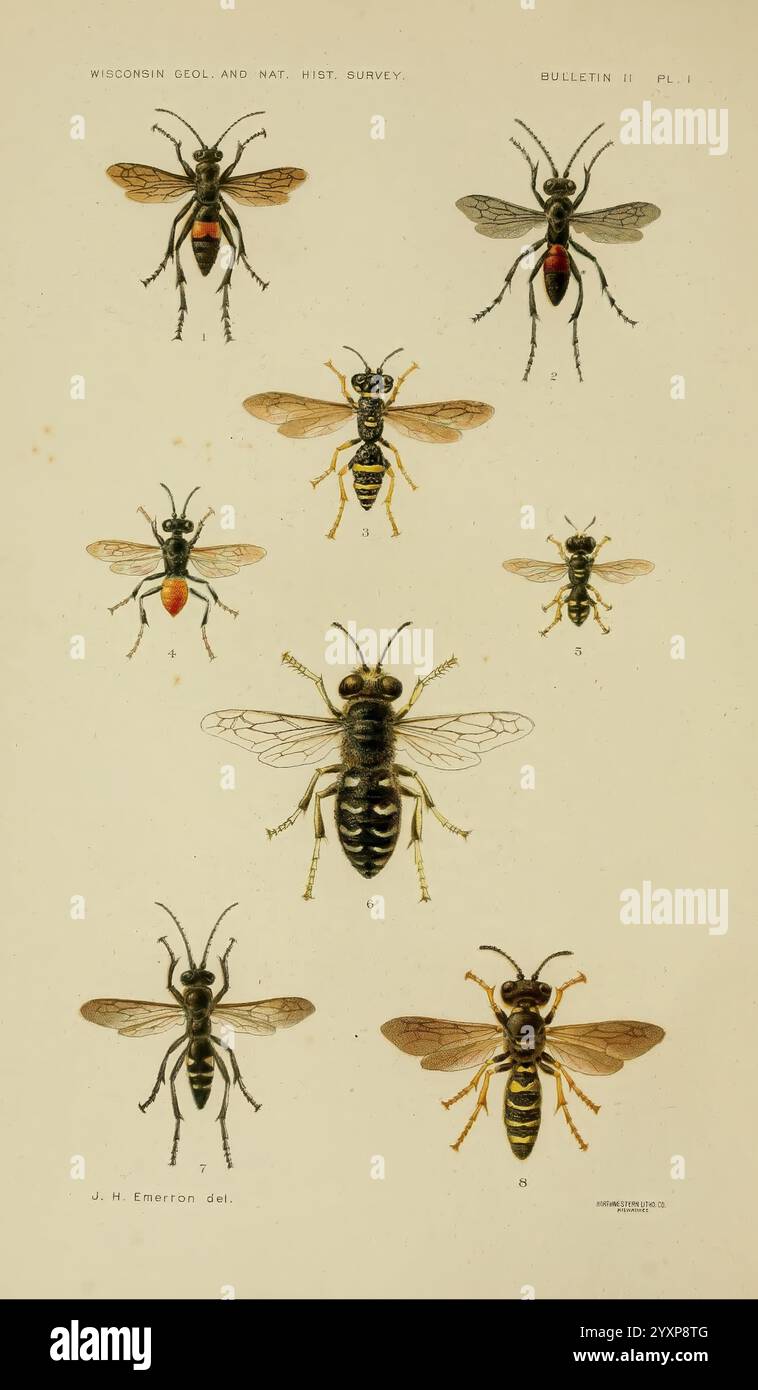 On the Instincts and Habits of the Solitary Wasps, Madison, Wis, Pub ...