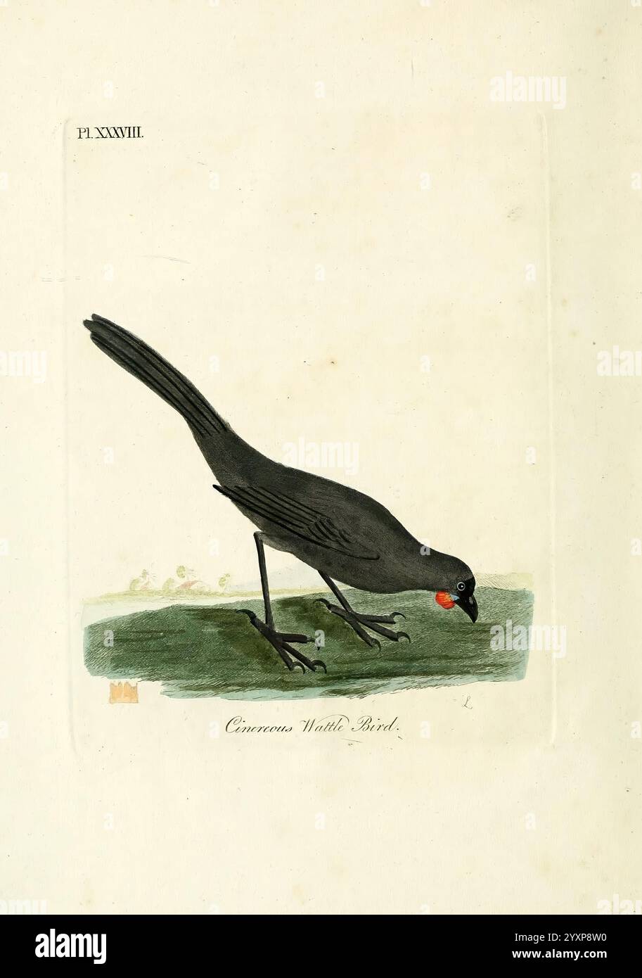 Otherwise dark feathers hi-res stock photography and images - Alamy