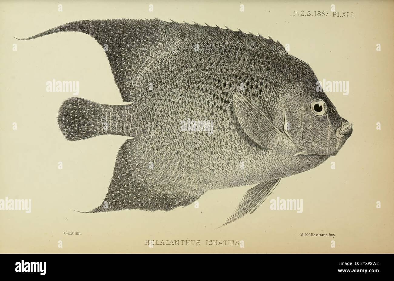 Fishs striking form hi-res stock photography and images - Alamy