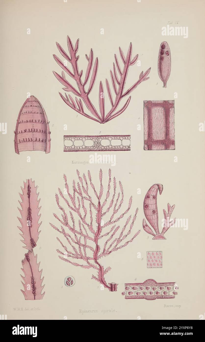 Nereis australis, Algae of the southern ocean, London, Reeve Brothers ...