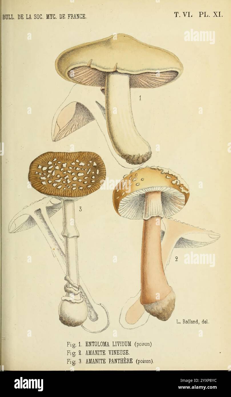 Bulletin de la Société mycologique de France, Epinal, La Société, 1885 ...