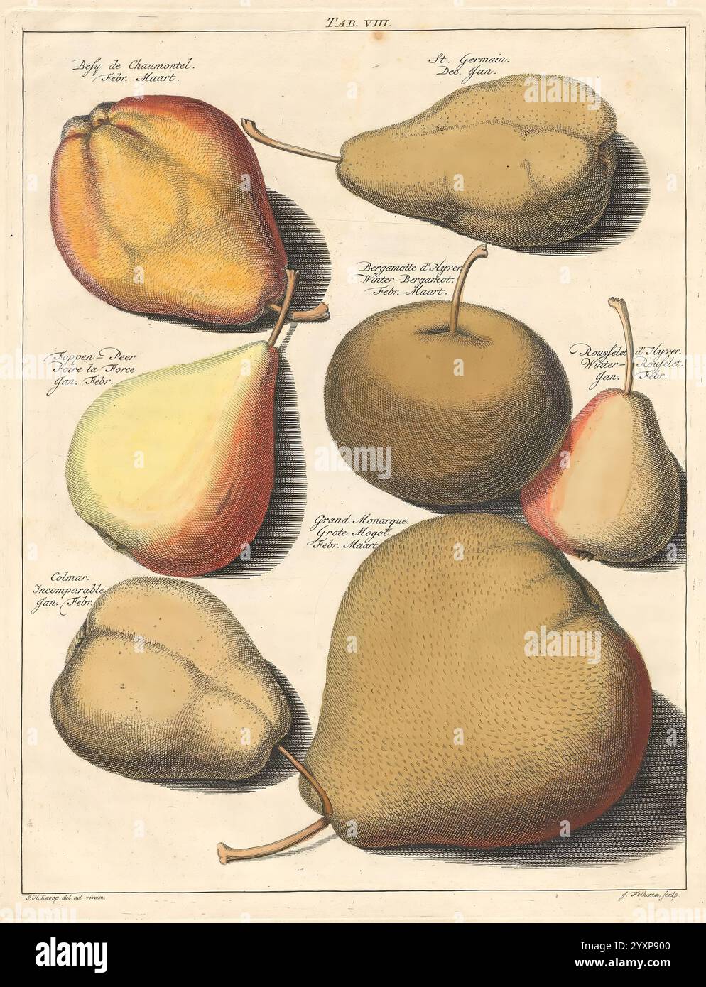 Pomologia, Te Leeuwarden, By Abraham Ferwerda, 1758, apples, botany ...