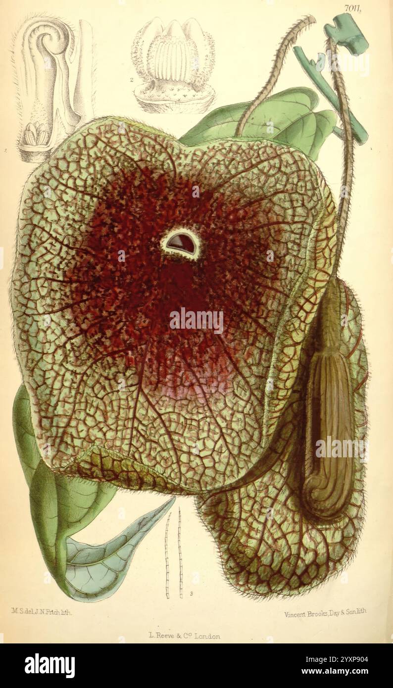 Curtis's Botanical Magazine London New York Botanical Illustration ...