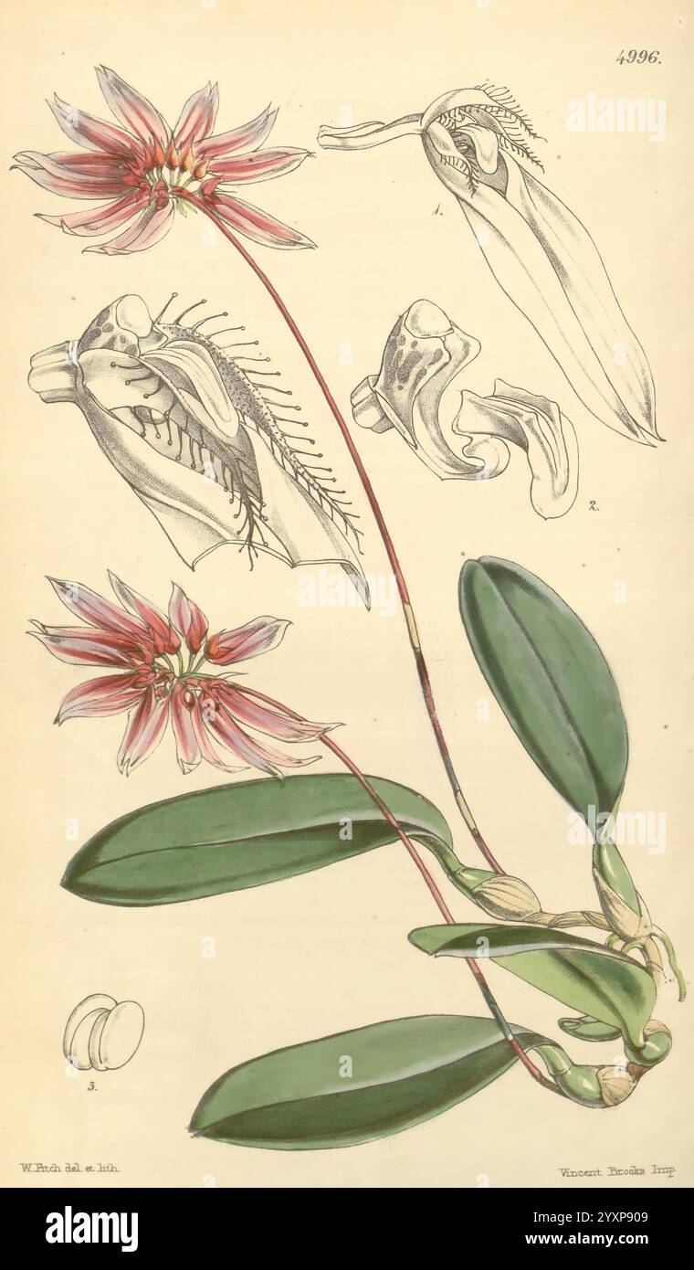 Curtis's Botanical Magazine London New York etc. botanical illustration ...