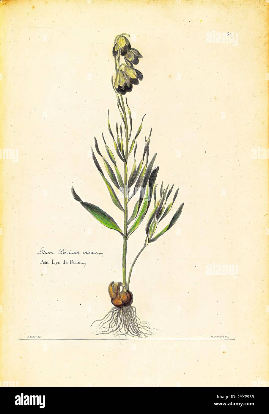 Lush bulbous root system hi-res stock photography and images - Alamy