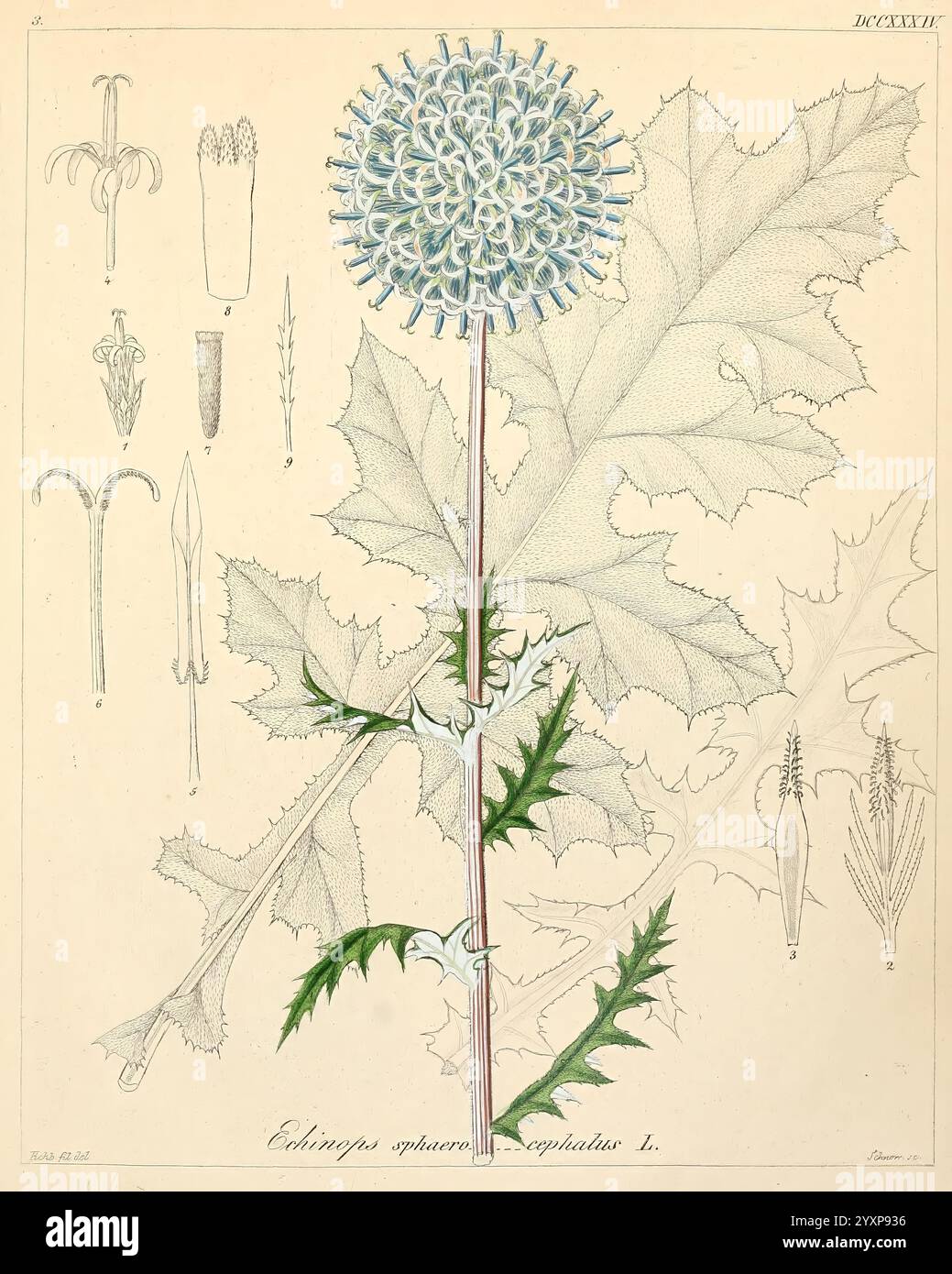 Distinctive spherical flower head hi-res stock photography and images ...