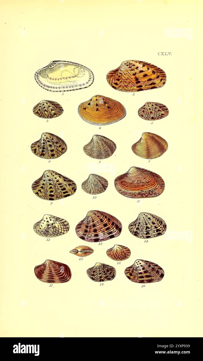 Shell features unique textures hi-res stock photography and images - Alamy