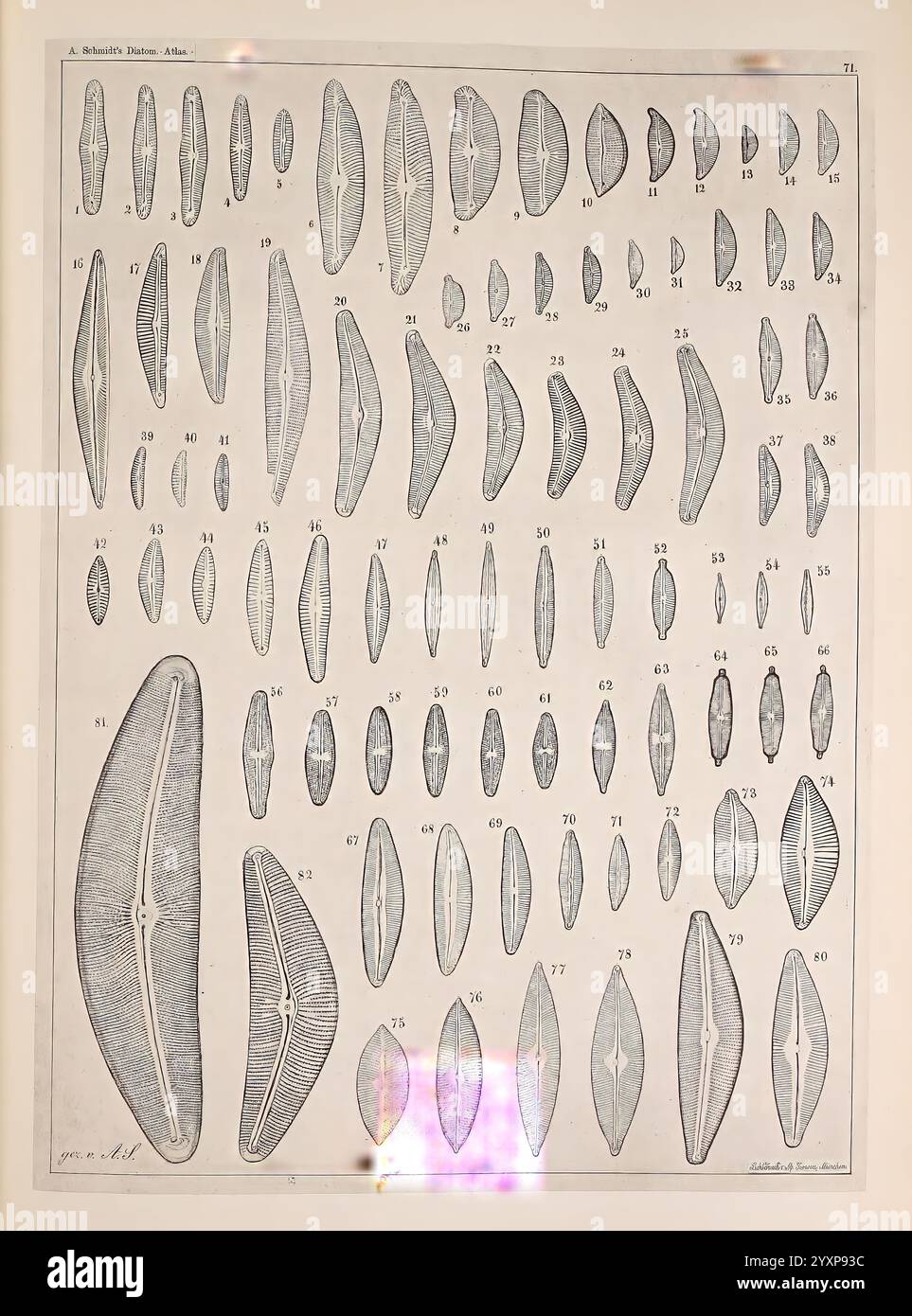 Understanding phytoplankton diversity hi-res stock photography and ...