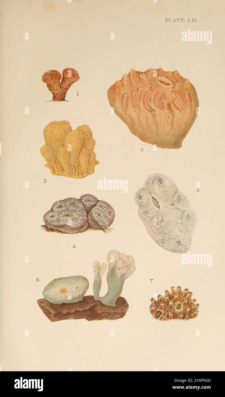 The British Tunicata, London, 1905-12, sea squirts, tunicata, This ...
