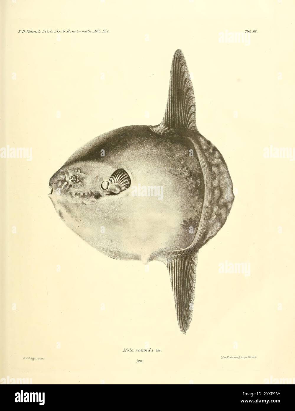 Spolia Atlantica, Kjøbenhavn, Bianco Luno's Kgl. Hof-Bogtrykkeri (F ...