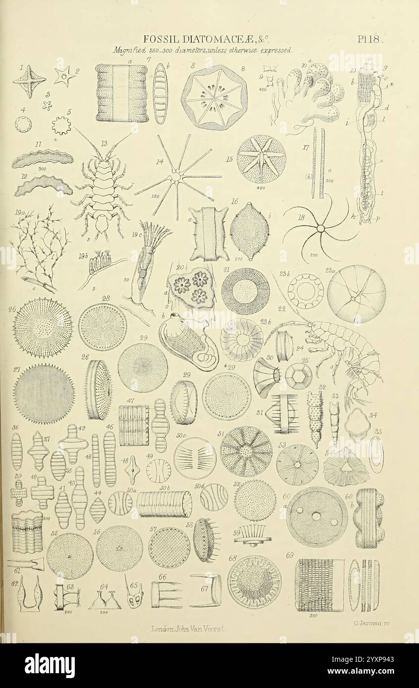 The, micrographic, dictionary, London, J, Van, Voorst, 1883 ...