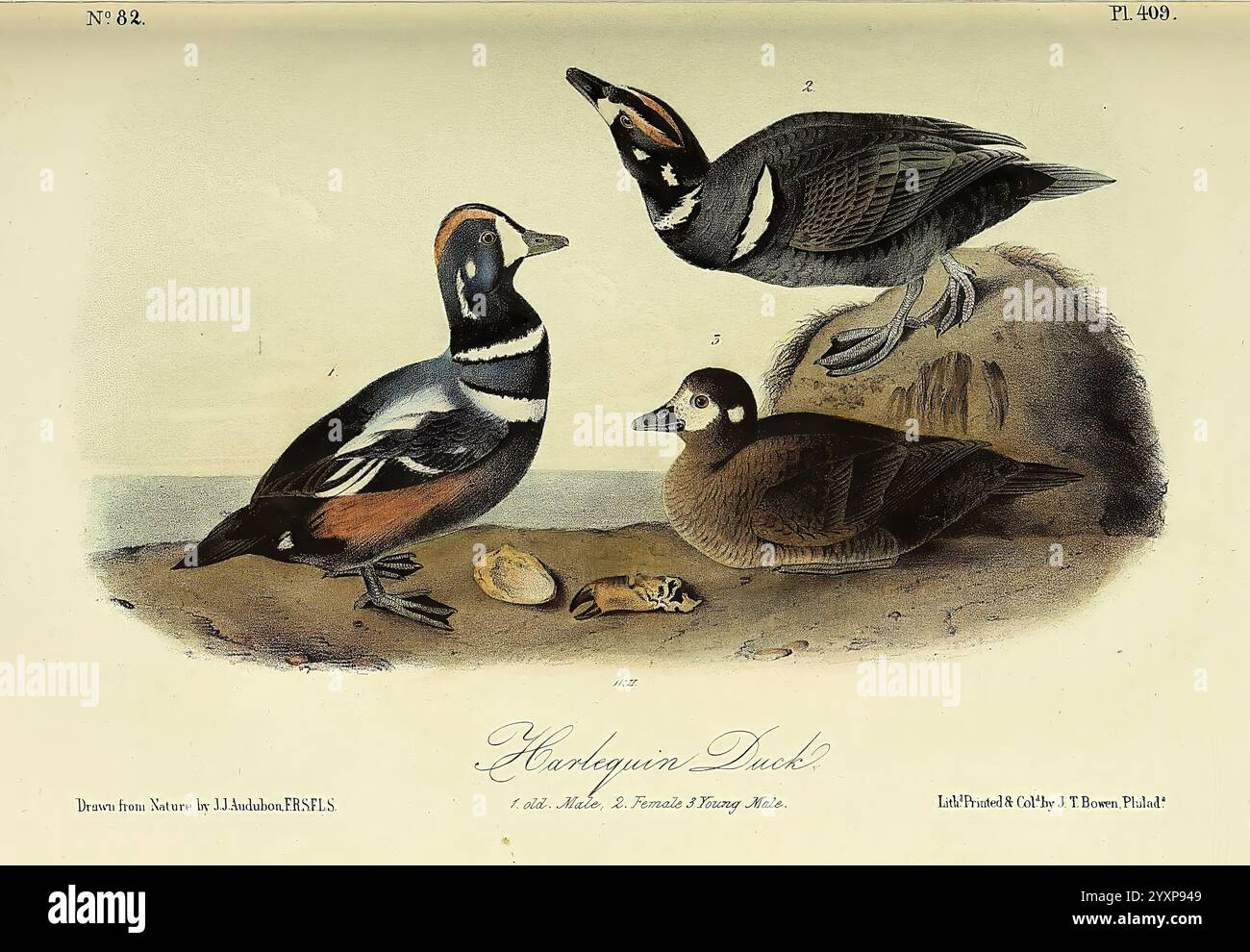 The, birds, of, America, New York, G.R, Lockwood, 1871, 1839, birds ...