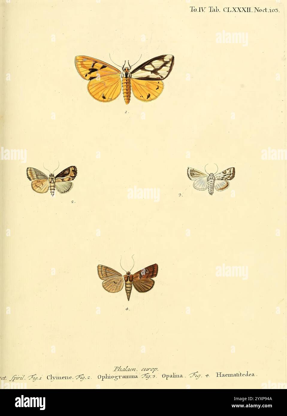 Moths labeled hi-res stock photography and images - Alamy