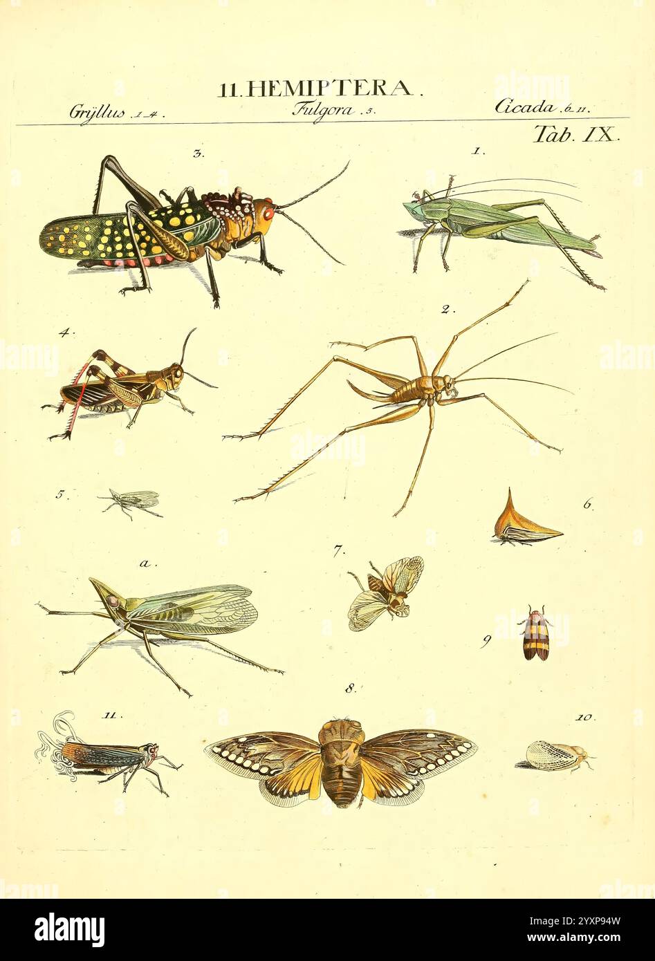 Genera Insectorum Linnaei et Fabricii Iconibus Illustrata. c.1 Vitoduri ...