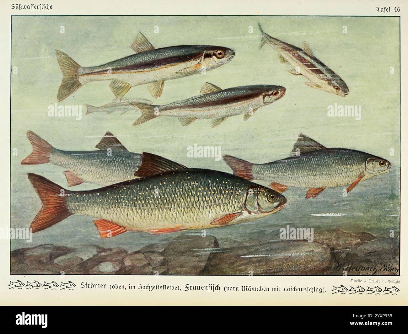 Dynamic swimming positions hi-res stock photography and images - Alamy