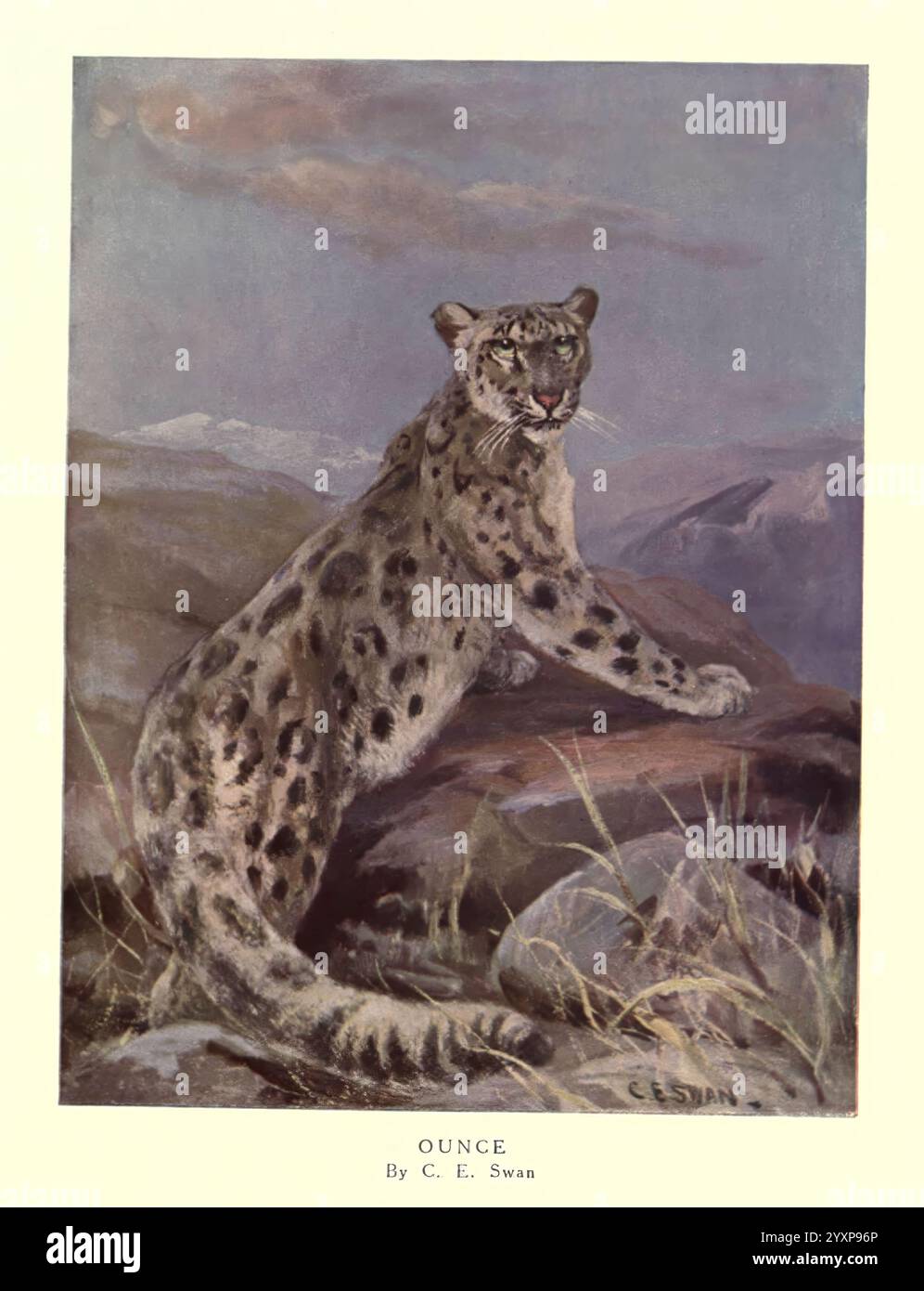 Spotted coat showcases hi-res stock photography and images - Alamy
