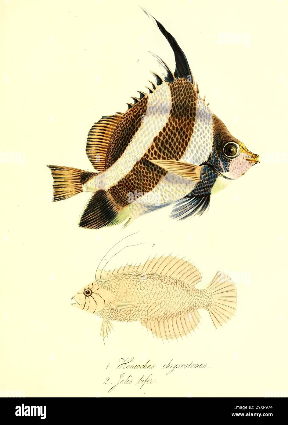 The zoology of Captain Beechey's voyage, 1839, fish, America, geology ...