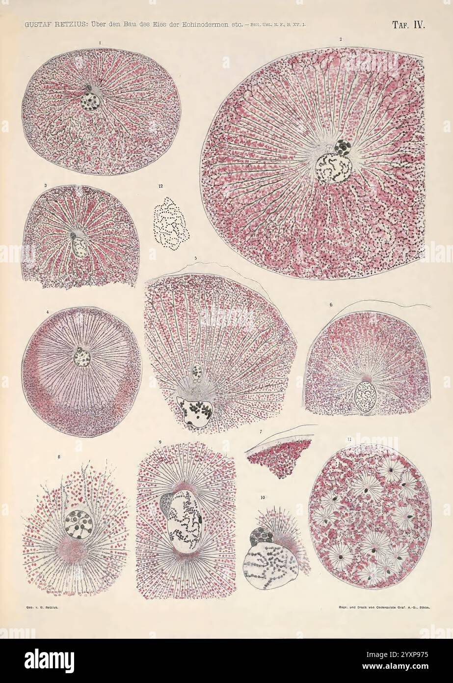 Section displays different forms hi-res stock photography and images ...