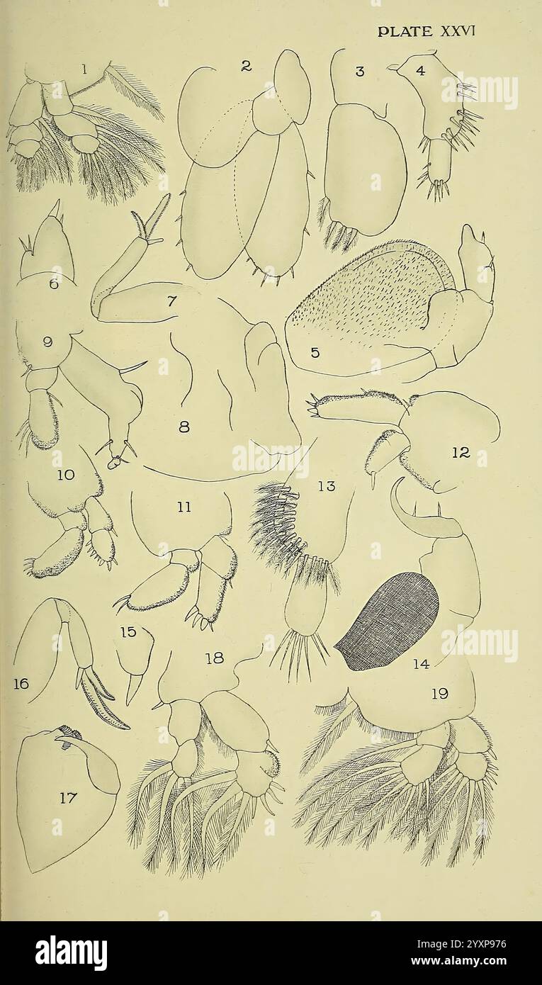 The British parasitic Copepoda London Printed for the Ray Society 1913 ...