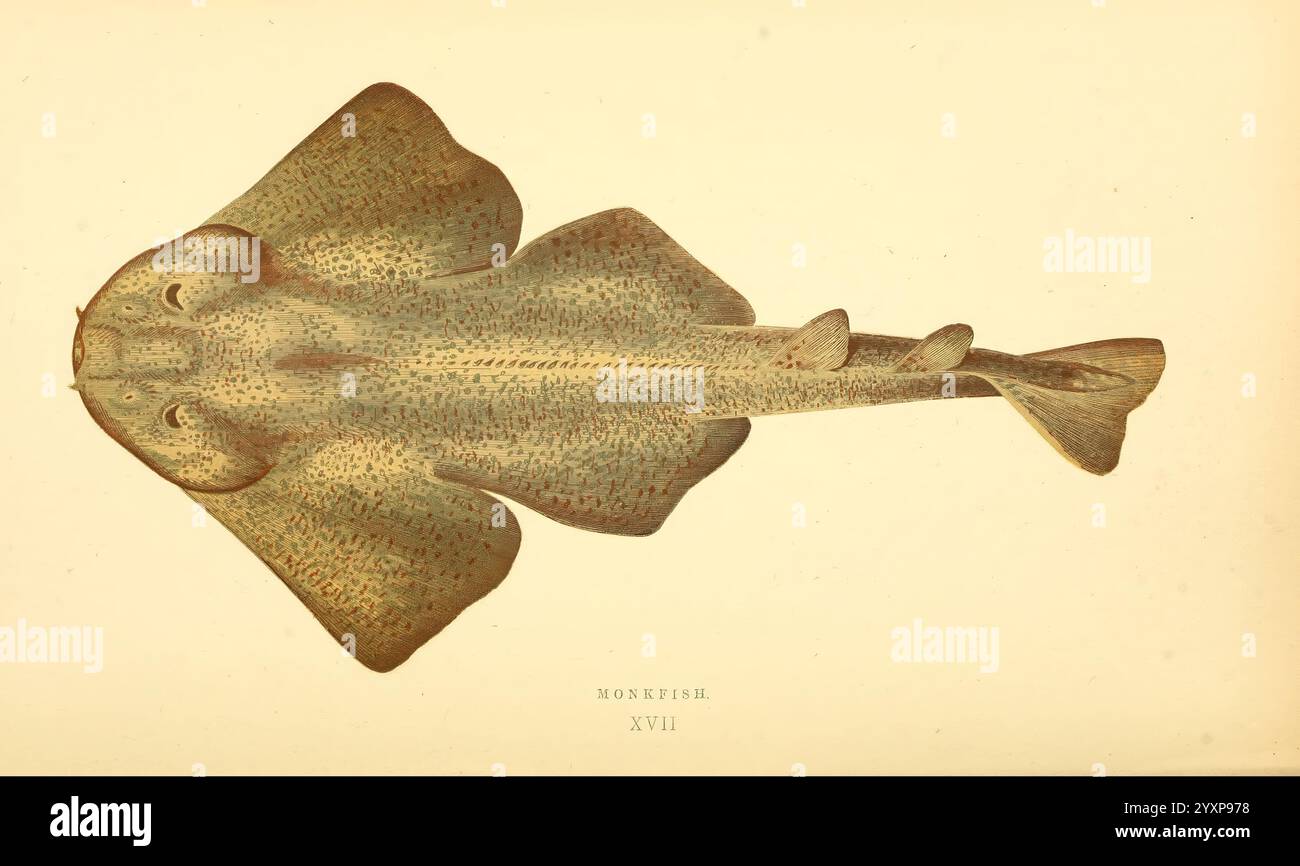 Fishs adaptations hi-res stock photography and images - Alamy