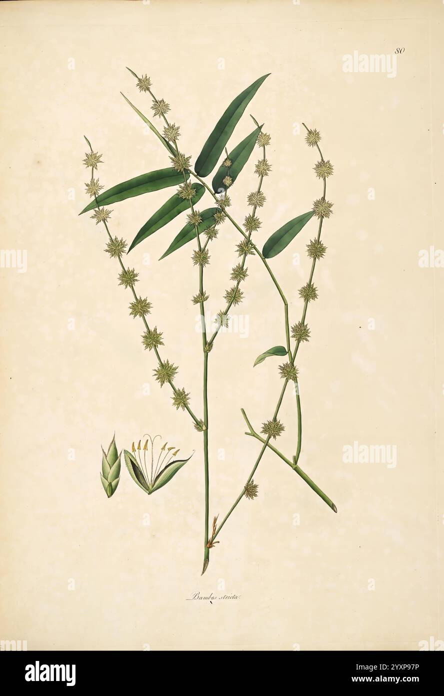 Plants of the coast of Coromandel, London, Printed by W. Bulmer and Co ...
