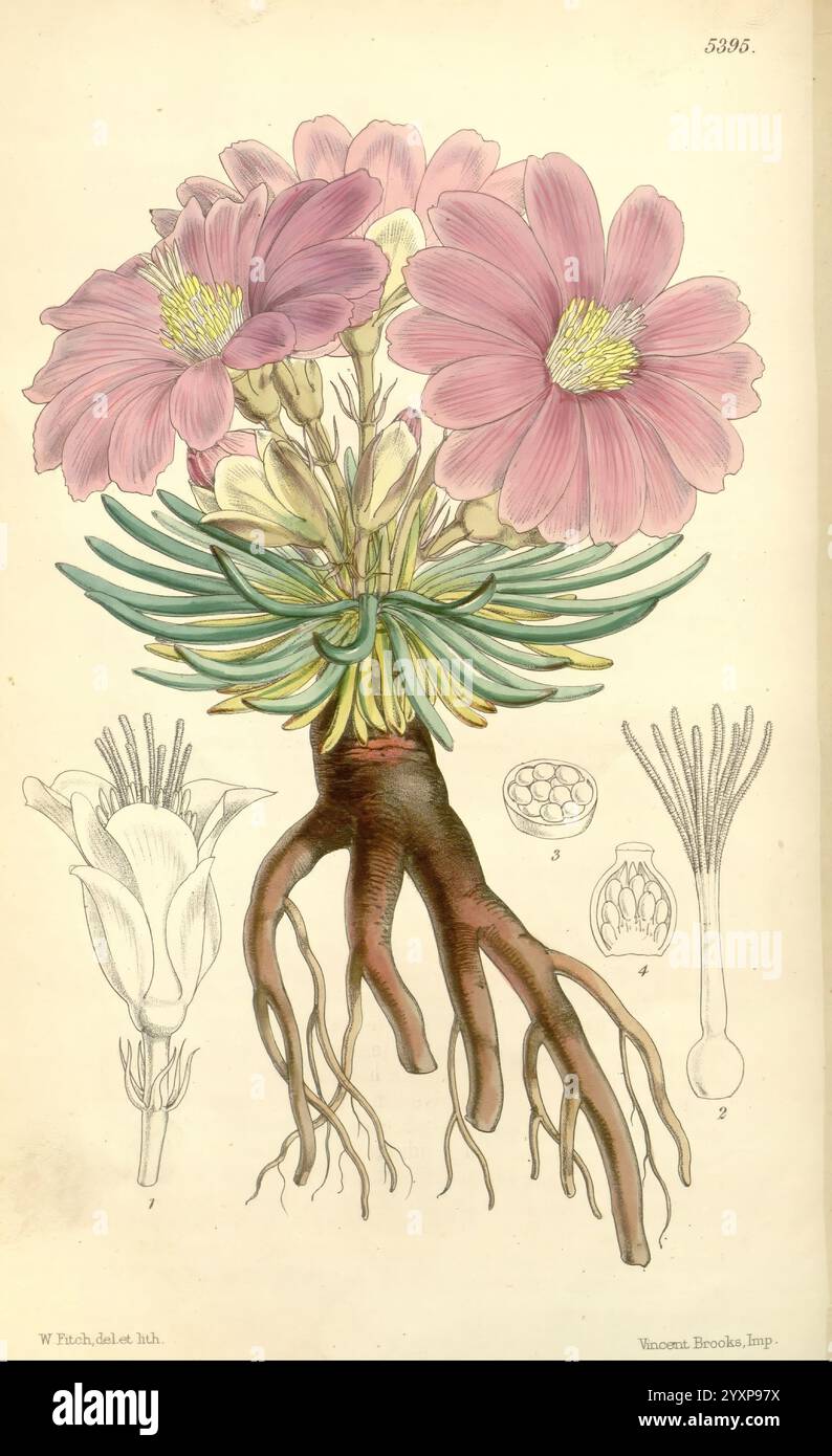 Curtis's Botanical Magazine London New York Etc. Botany Periodicals ...