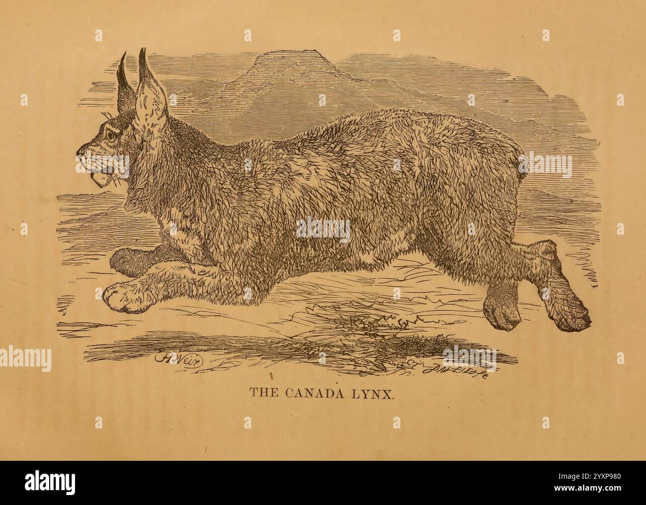 Natural, history, of, western, wild, animals, and, guide, for hunters ...