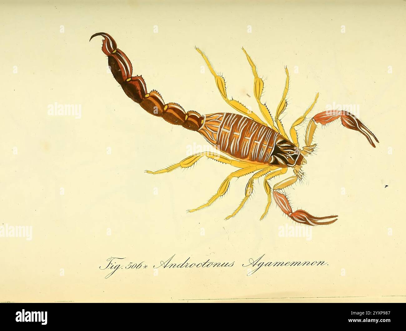 Exoskeleton displays hi-res stock photography and images - Alamy