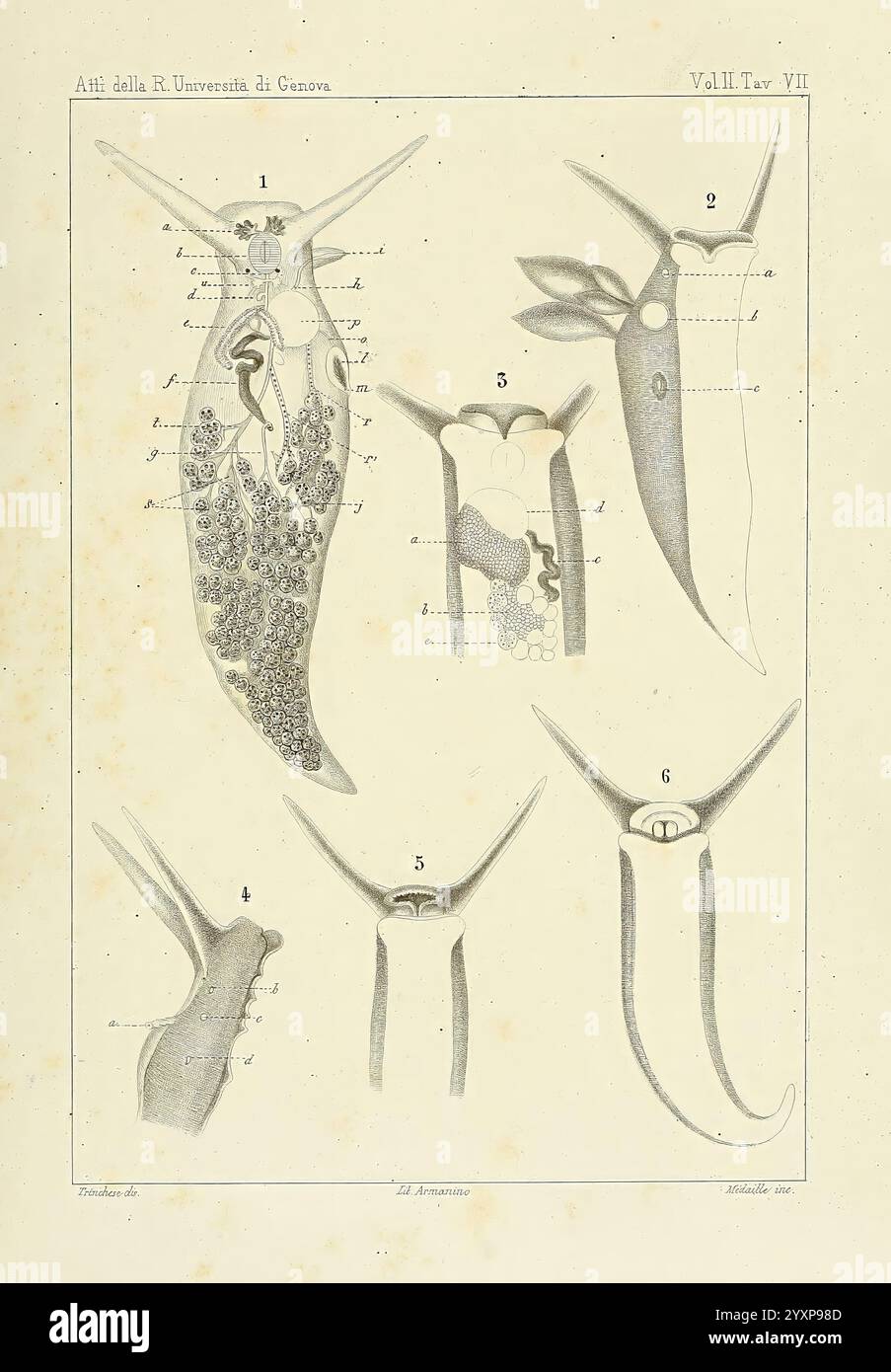 Presenting distinct anatomical features hi-res stock photography and ...