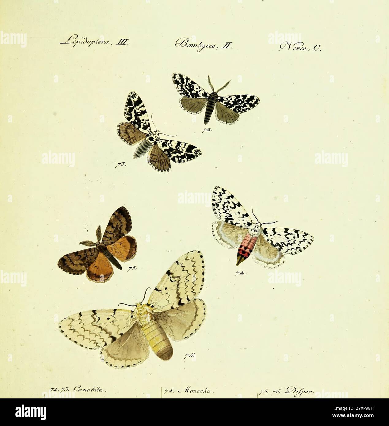 Hübner's papilio, S.l, s.n, 1796-1841, lepidoptera, A collection of ...