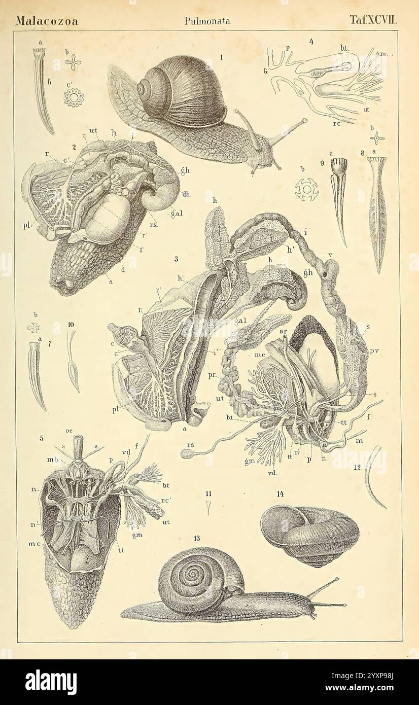 Dr. H.G. Bronn's Klassen und Ordnungen der Weichthiere (Malacozoa ...