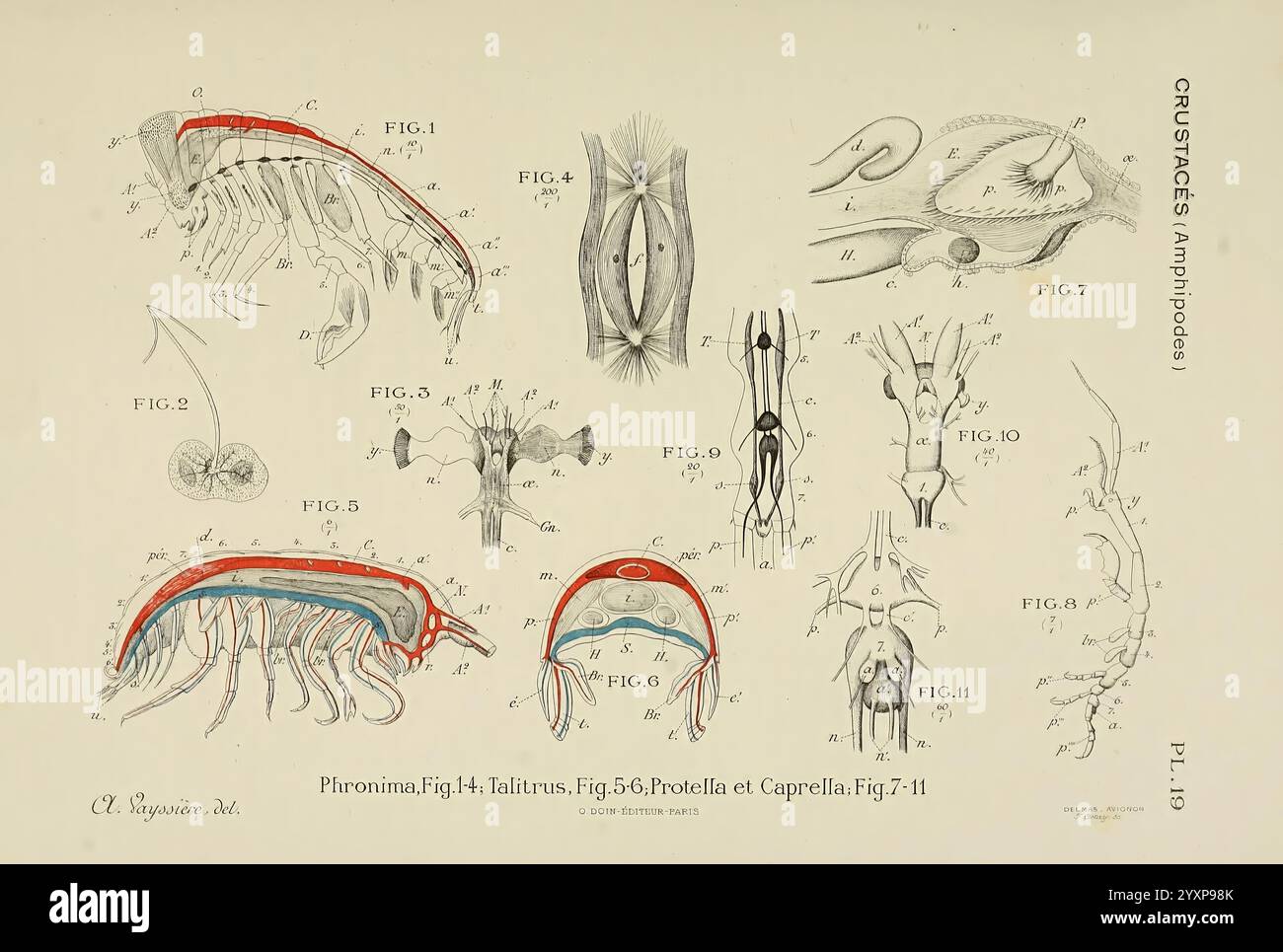 Atlas d'anatomie comparée des invertébrés, Paris, Doin, 1890 anatomy ...