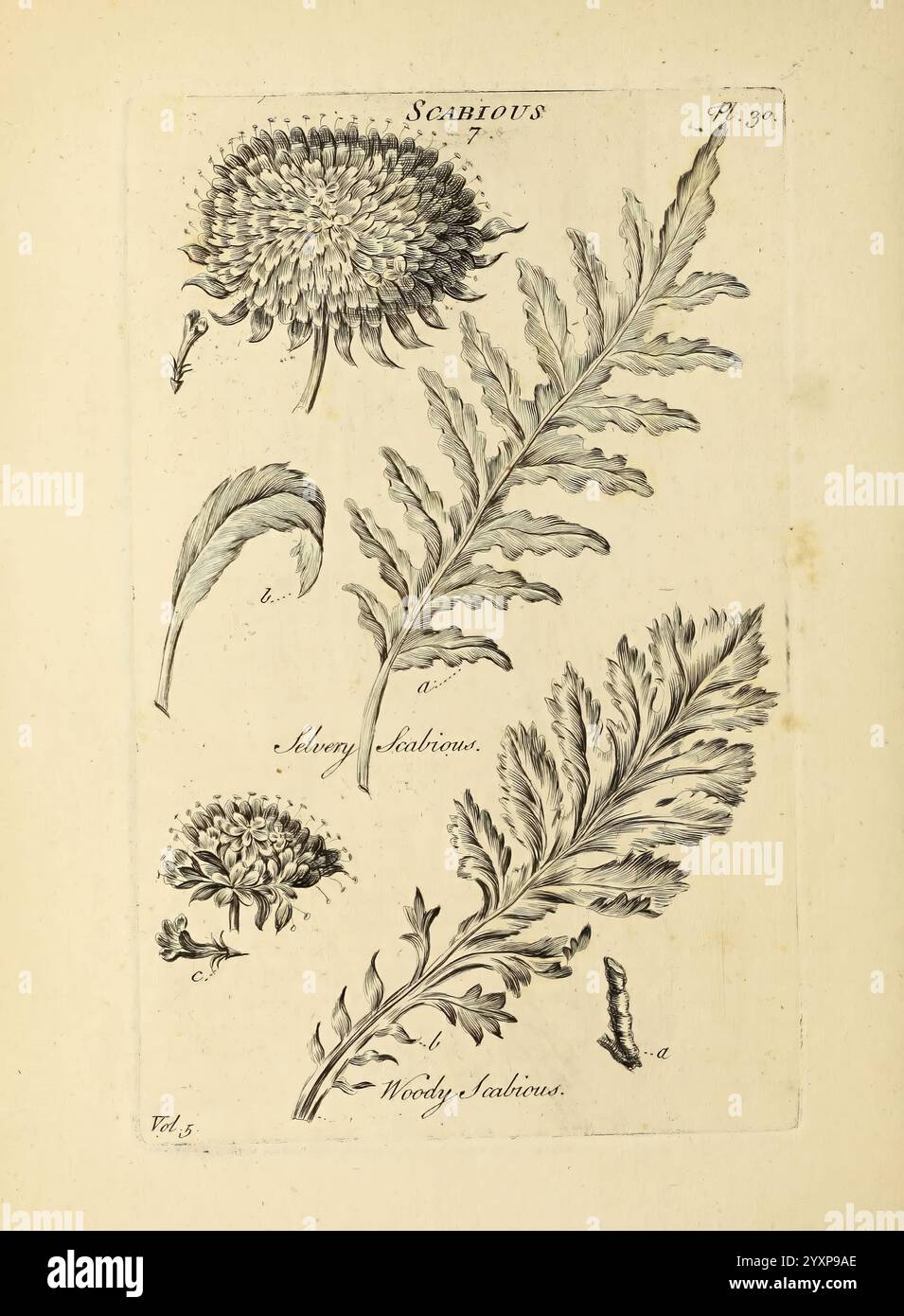 Two distinct leaf forms hi-res stock photography and images - Alamy