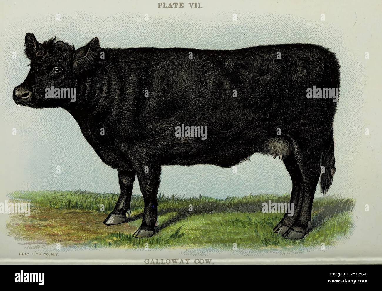Biggle Cow Book Philadelphia W. Atkinson 1898 c1897 Cows Bos taurus ...
