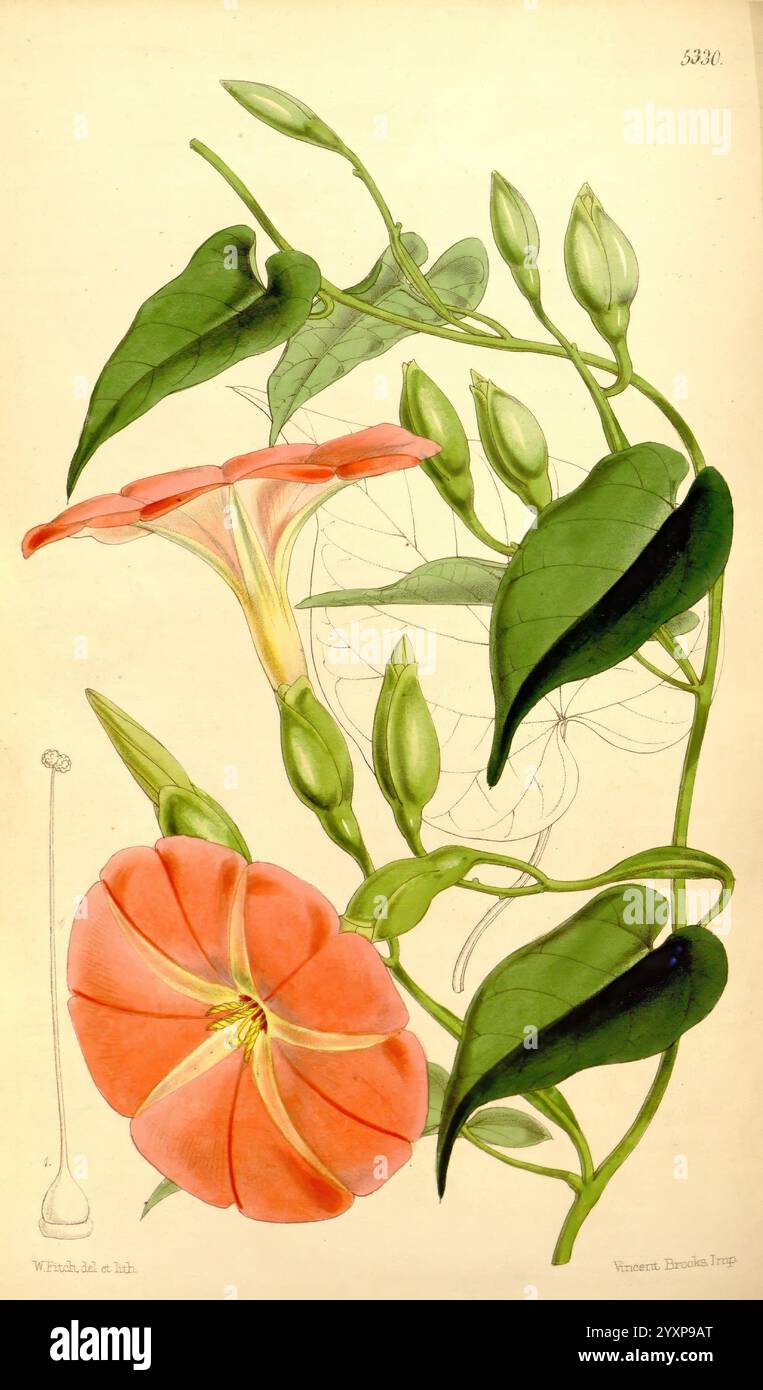 Twisting stem exhibits hi-res stock photography and images - Alamy