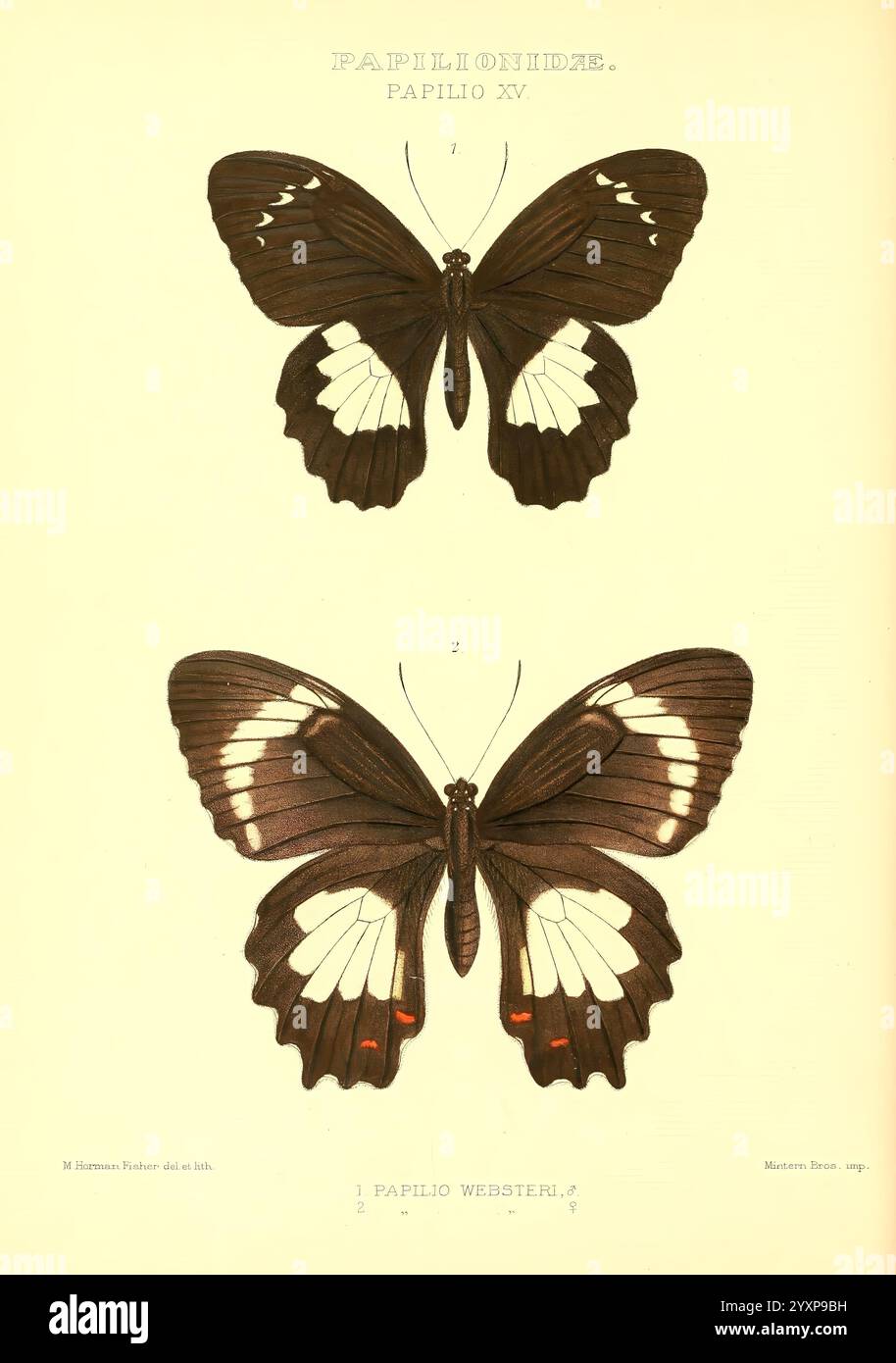 Butterfly exhibits distinctive markings hi-res stock photography and ...