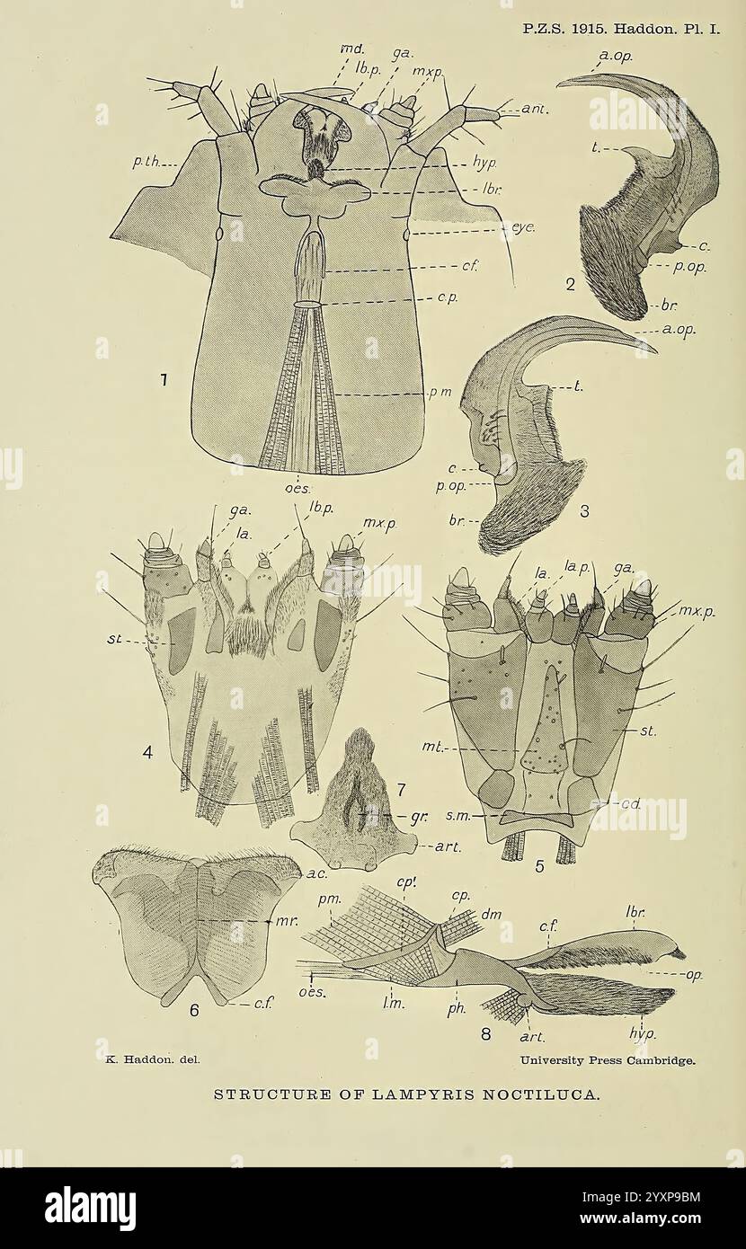 Firefly Drawing Scientific