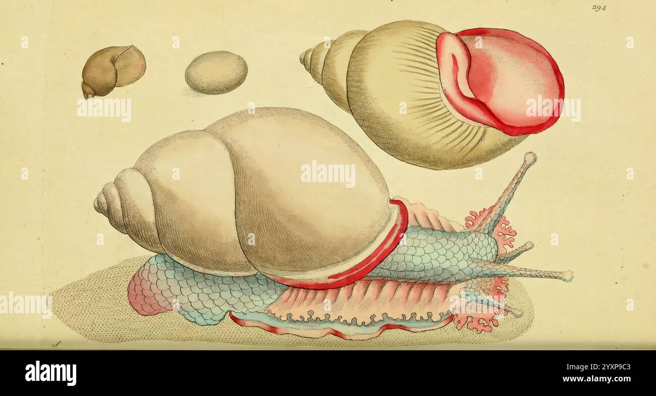 Prominent shell types hi-res stock photography and images - Alamy