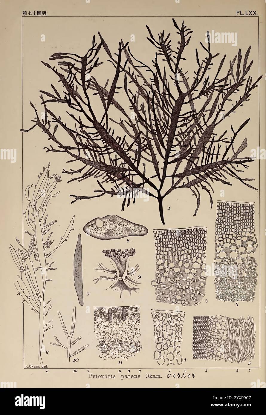 Species prionitis hi-res stock photography and images - Alamy