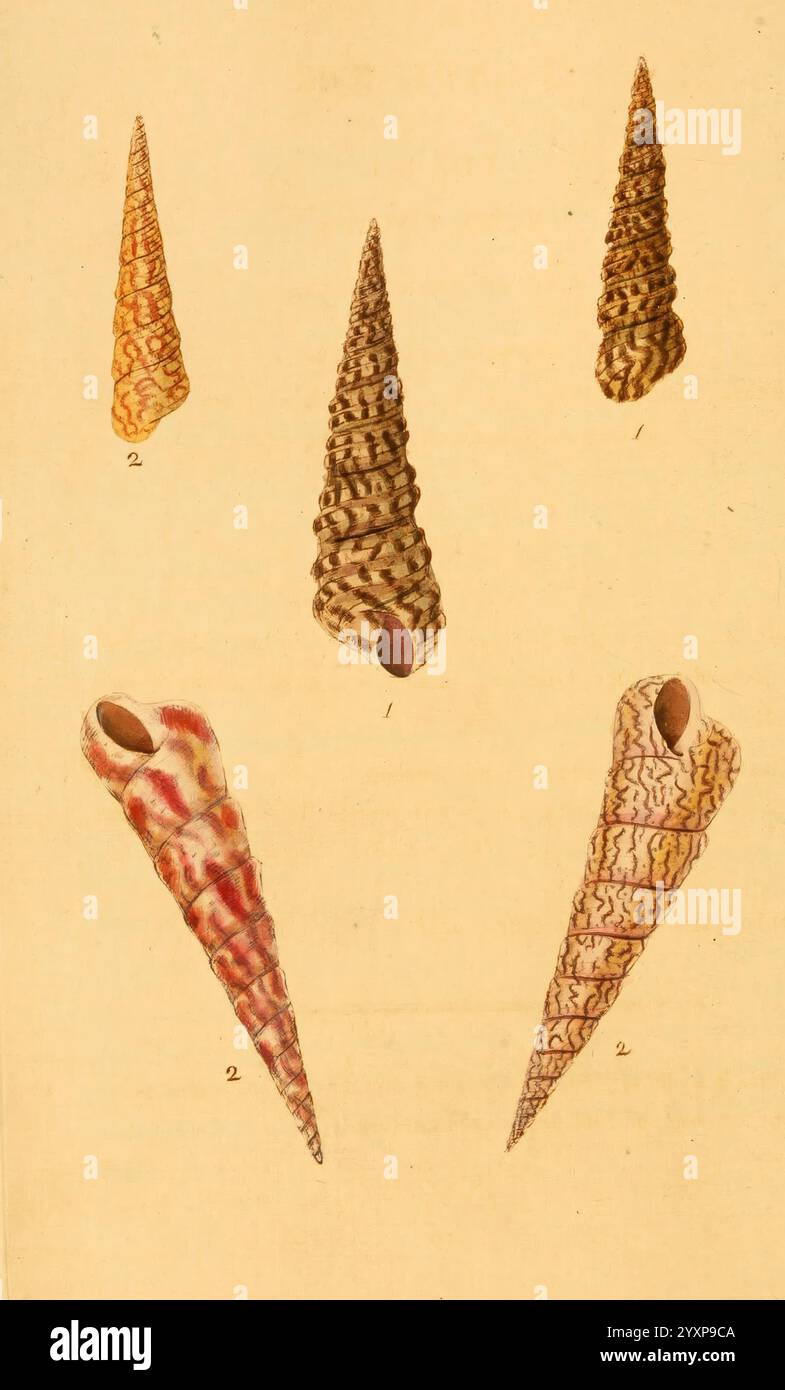 Middle shell showcases hi-res stock photography and images - Alamy